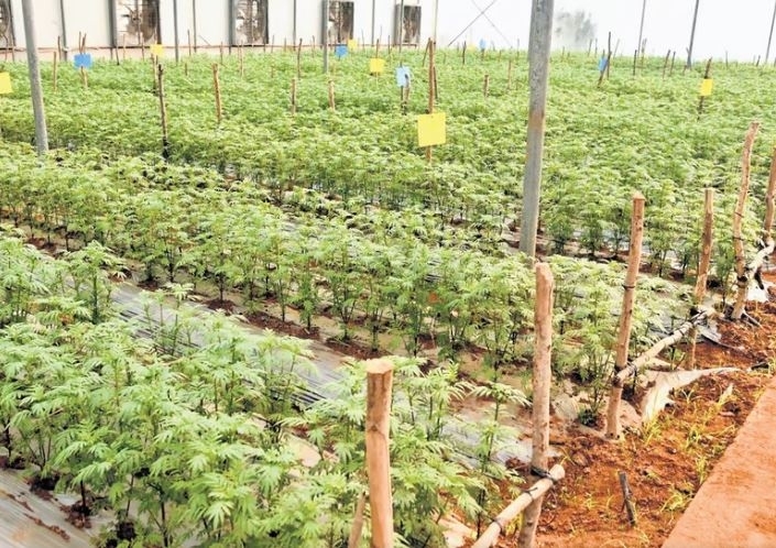Horticulture boom in Kuppam with innovative techniques - Nursery Today